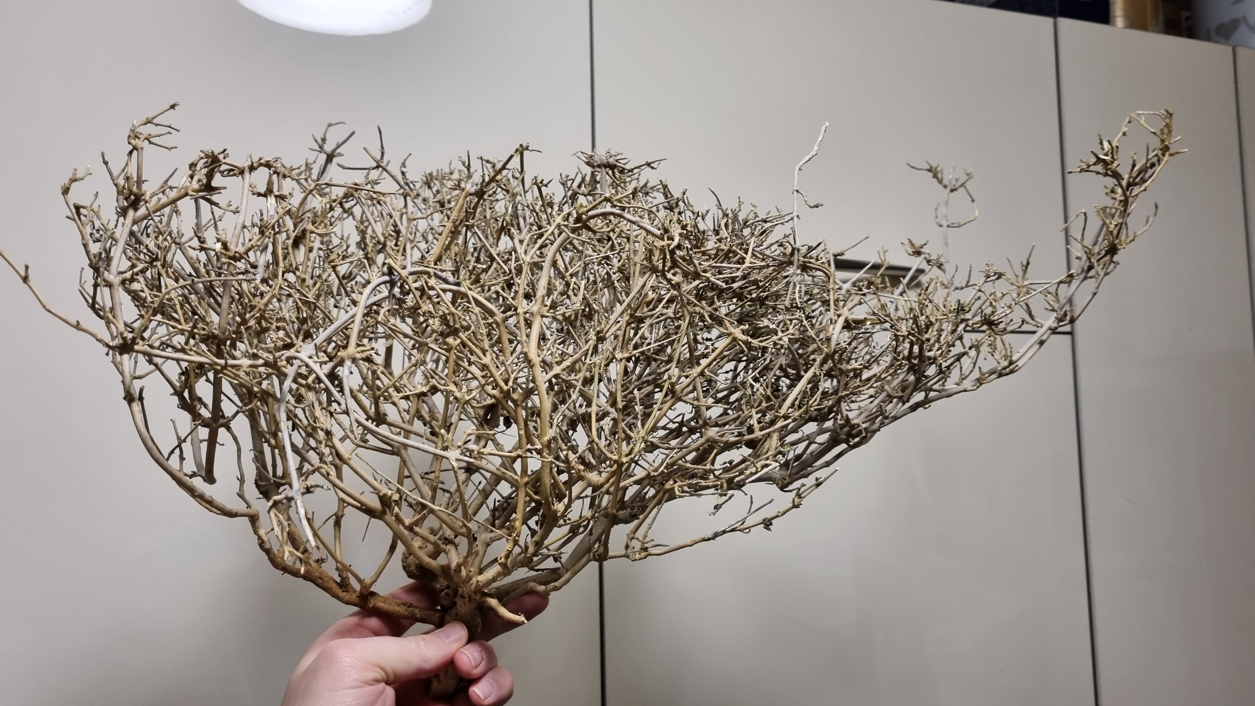 ShrimpTastic - #LoveTastic - Dry Bush